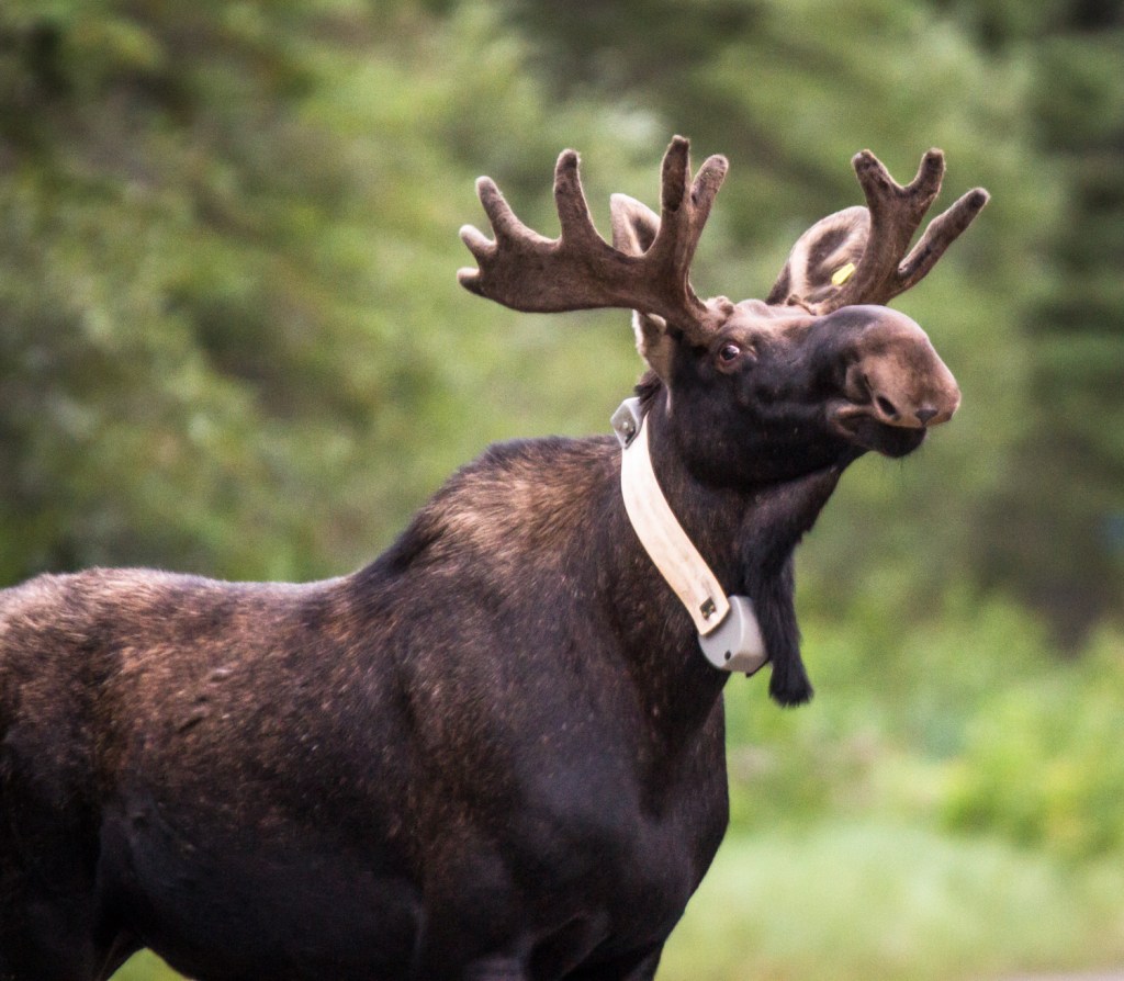 Where EXACTLY Can You Find a Moose in Cook County? – Map Included ...