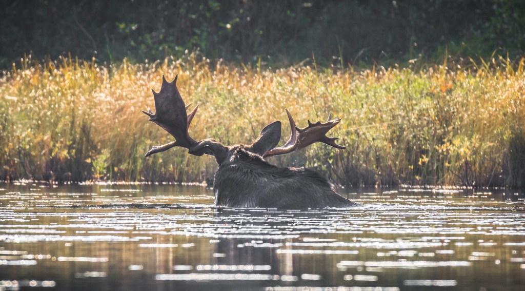 Where EXACTLY Can You Find a Moose in Cook County? – Map Included ...
