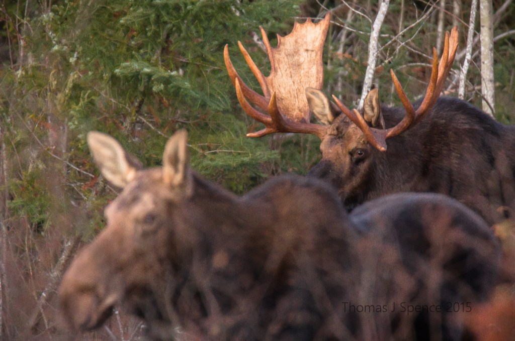 Where EXACTLY Can You Find a Moose in Cook County? – Map Included ...