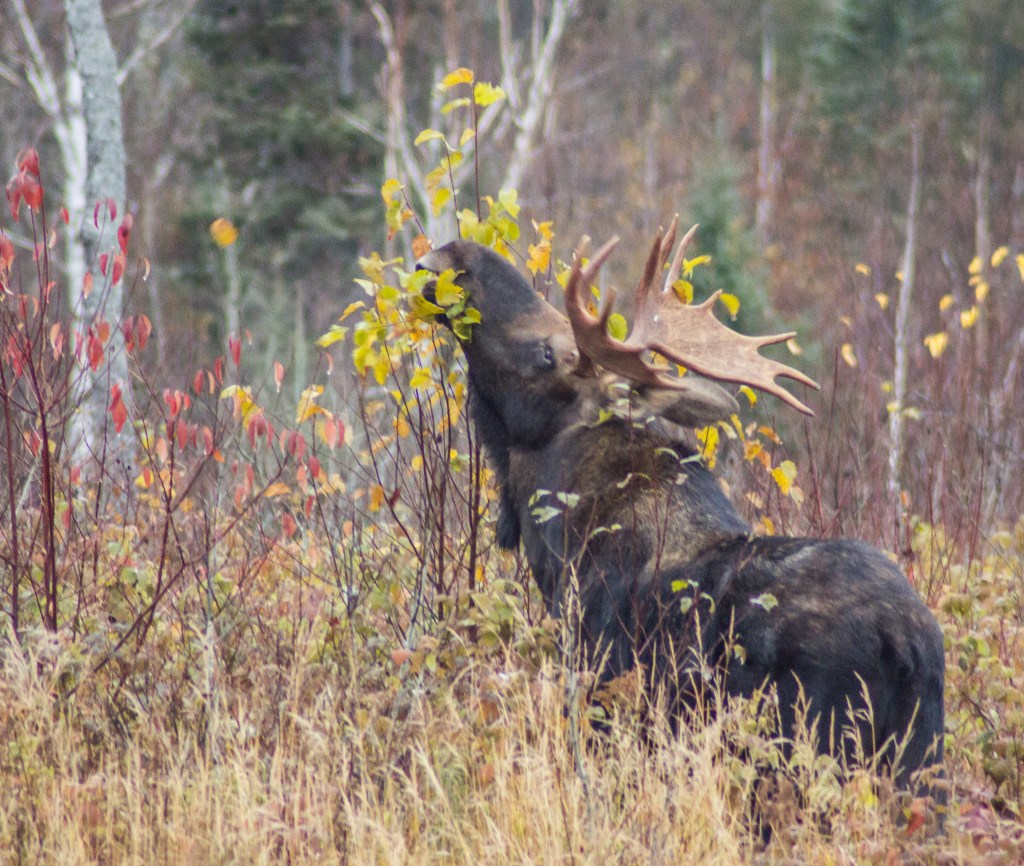 Where EXACTLY Can You Find a Moose in Cook County? – Map Included ...