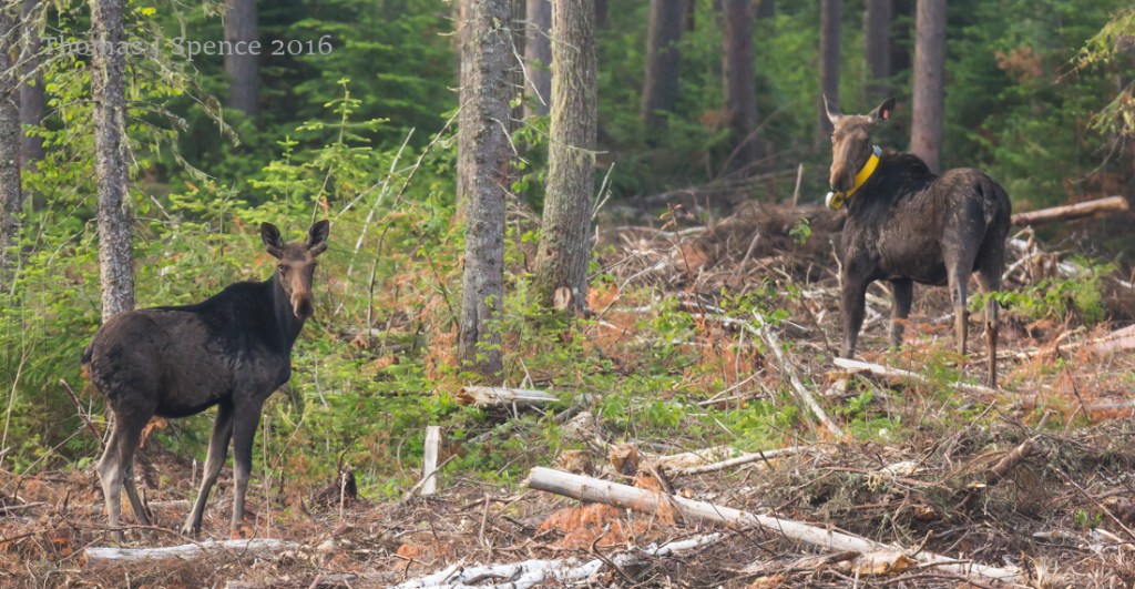 Where EXACTLY Can You Find a Moose in Cook County? – Map Included ...