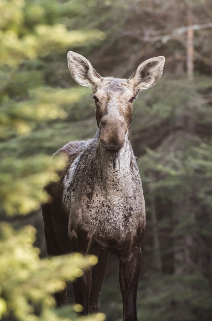 Where EXACTLY Can You Find a Moose in Cook County? – Map Included ...