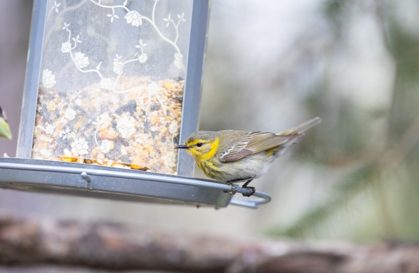 Spring Is For The Birds – Thomas J. Spence Images